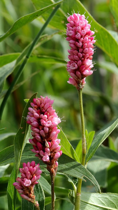 Persicaria amphibia (Amphibious Bistort) - Hugh Knott