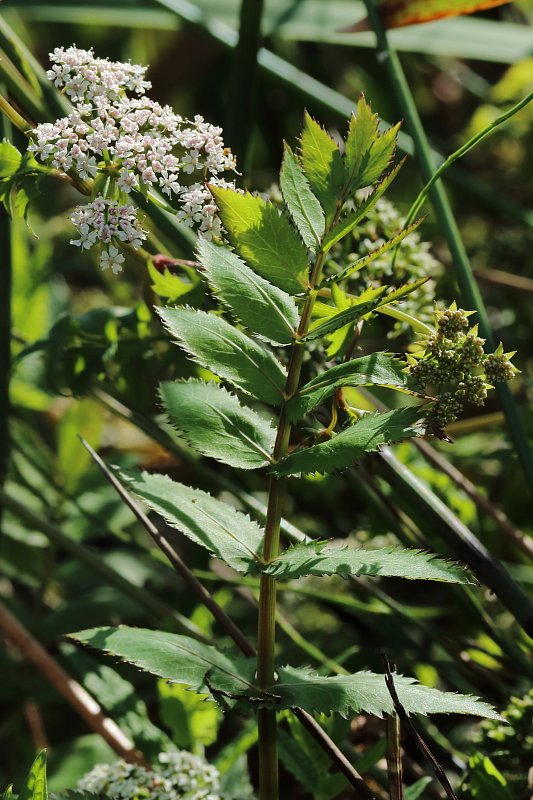 Berula erecta (Lesser Water-parsnip) - Hugh Knott