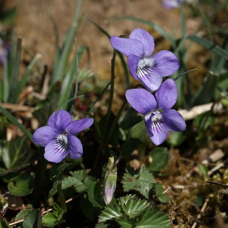 Viola riviniana (Common Dog-violet) - Hugh Knott