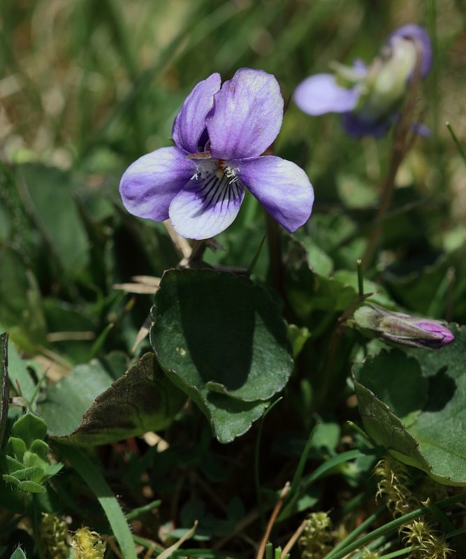 Viola riviniana (Common Dog-violet) - Hugh Knott