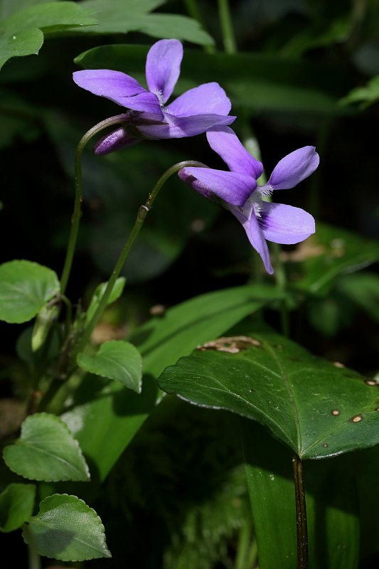 Viola reichenbachiana (Early Dog-violet) - Hugh Knott