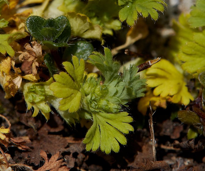 Aphanes australis (Slender Parsley-piert) - Hugh Knott