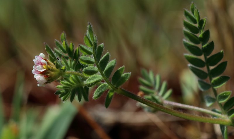Ornithopus perpusillus (Bird's-foot) - Hugh Knott