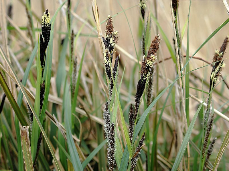 Carex riparia (Greater Pond Sedge) - Hugh Knott